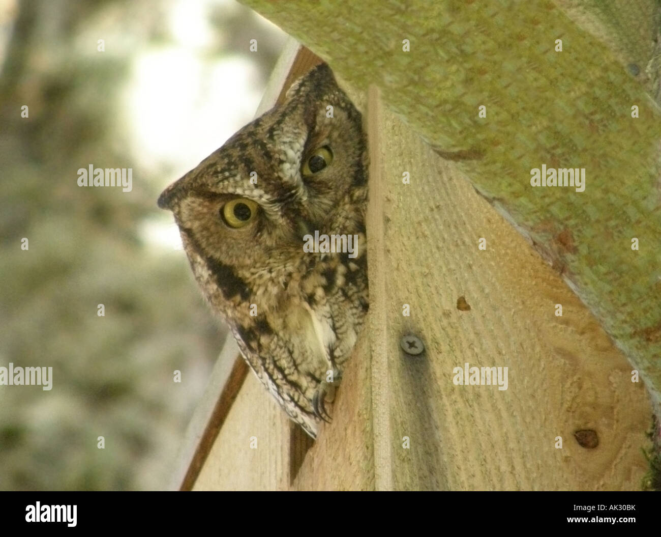 Megascops kennicottii kennicottii hi-res stock photography and images ...