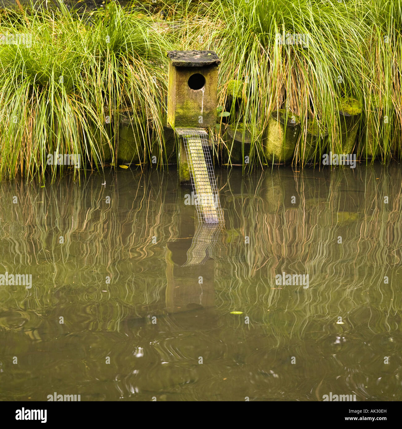 Duck ramp pond hi-res stock photography and images - Alamy