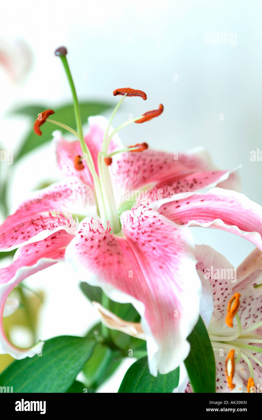 Lily was here hi-res stock photography and images - Alamy