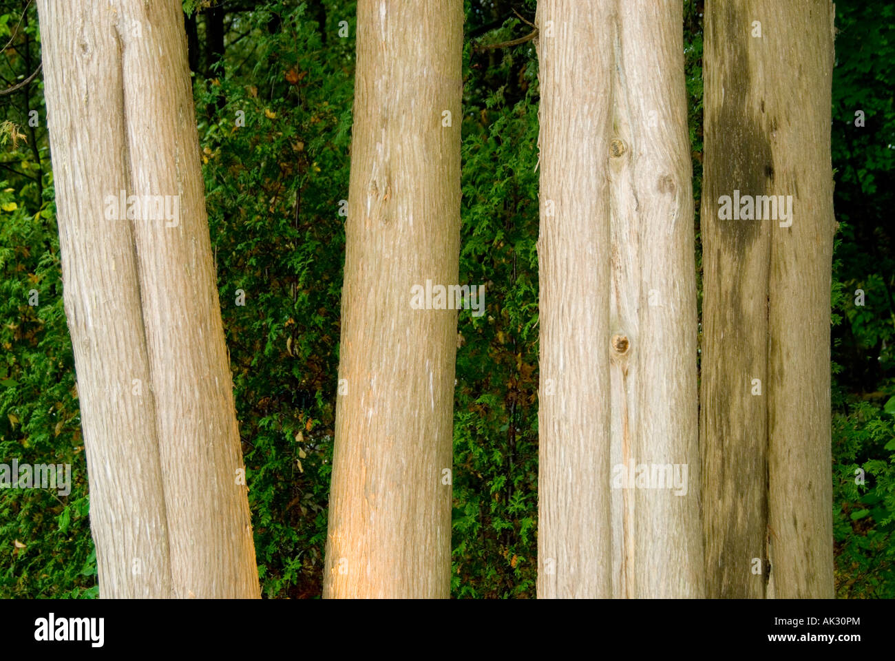 Cypress Tree Trunks Stock Photo - Alamy