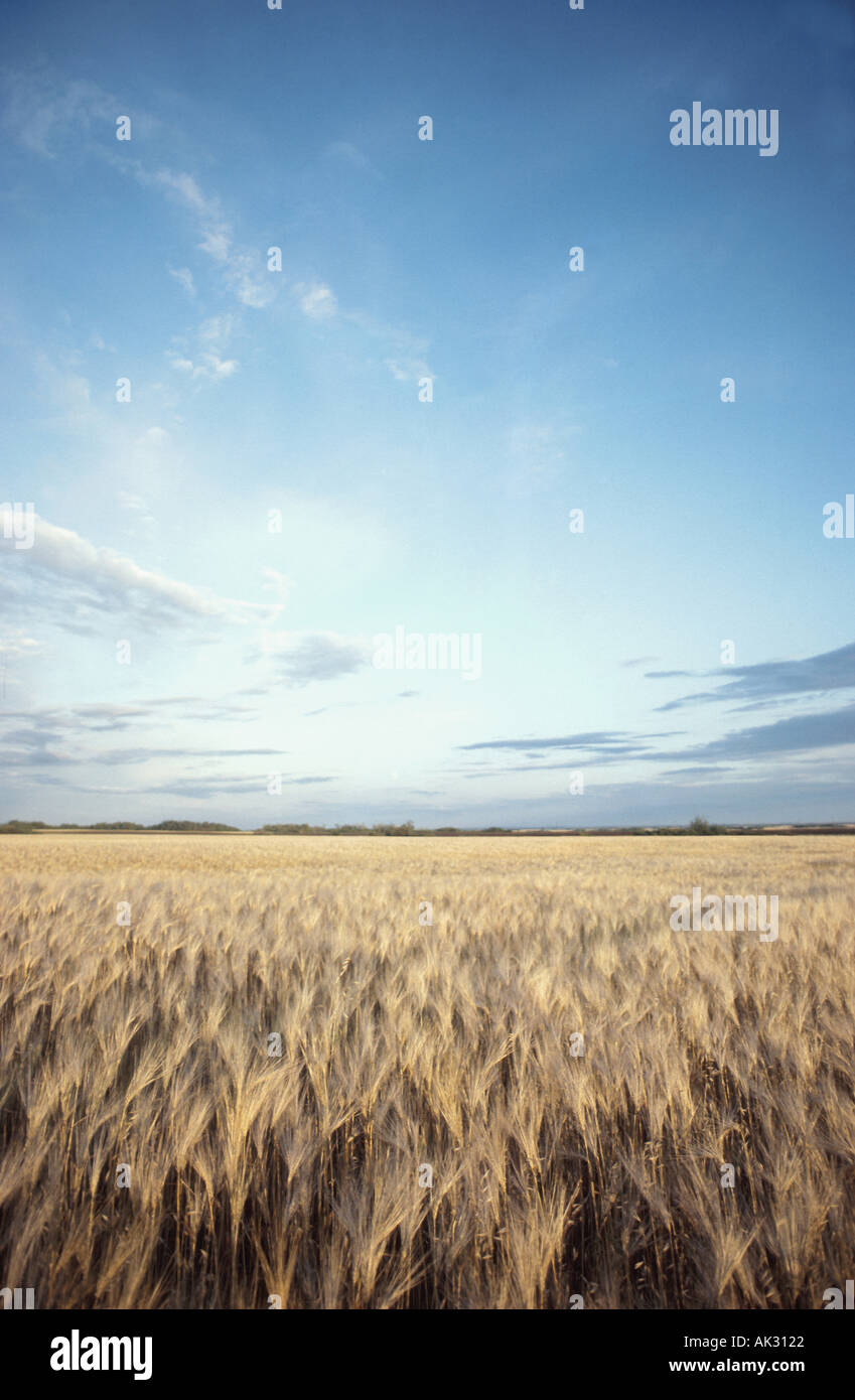 Canadian prarie hi-res stock photography and images - Alamy