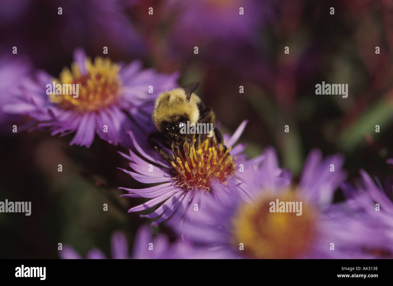Pollen collecting insects hi-res stock photography and images - Alamy