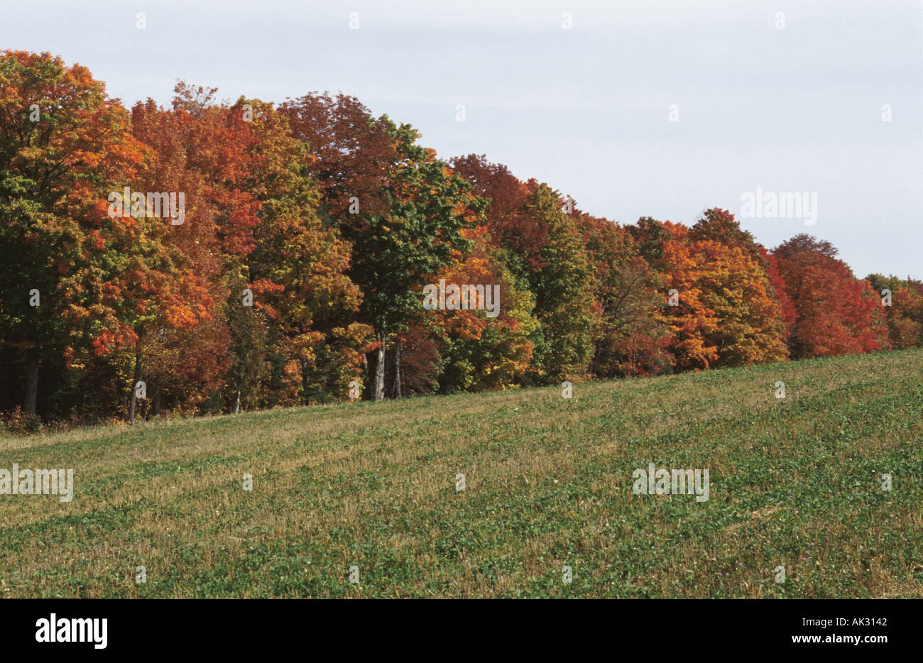 Fall Tree line New Brunswick 1 Stock Photo - Alamy