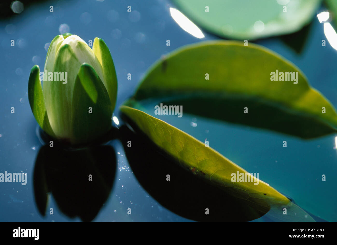 Floating water lily 2 Stock Photo - Alamy