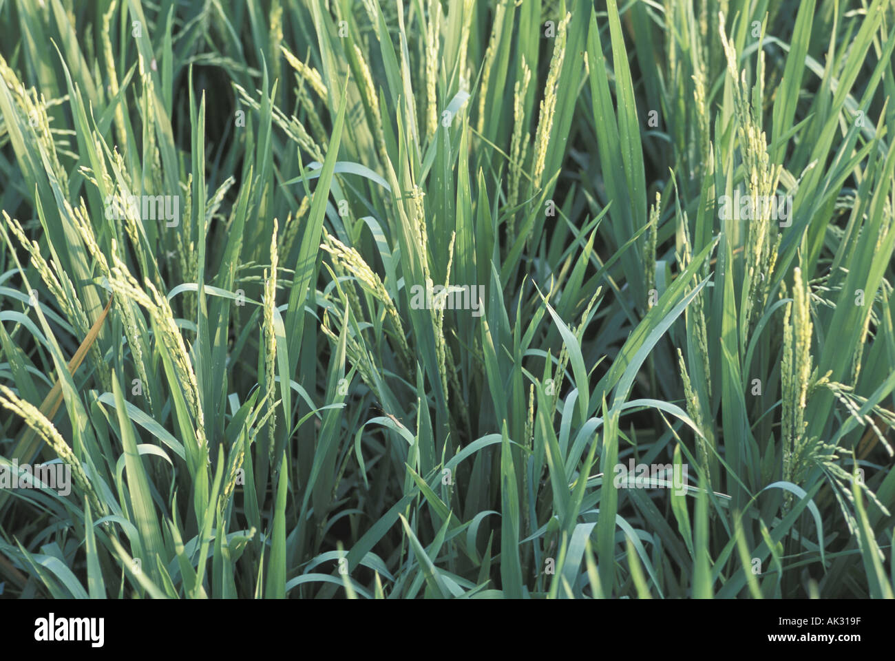 Detail of rice plant Stock Photo - Alamy