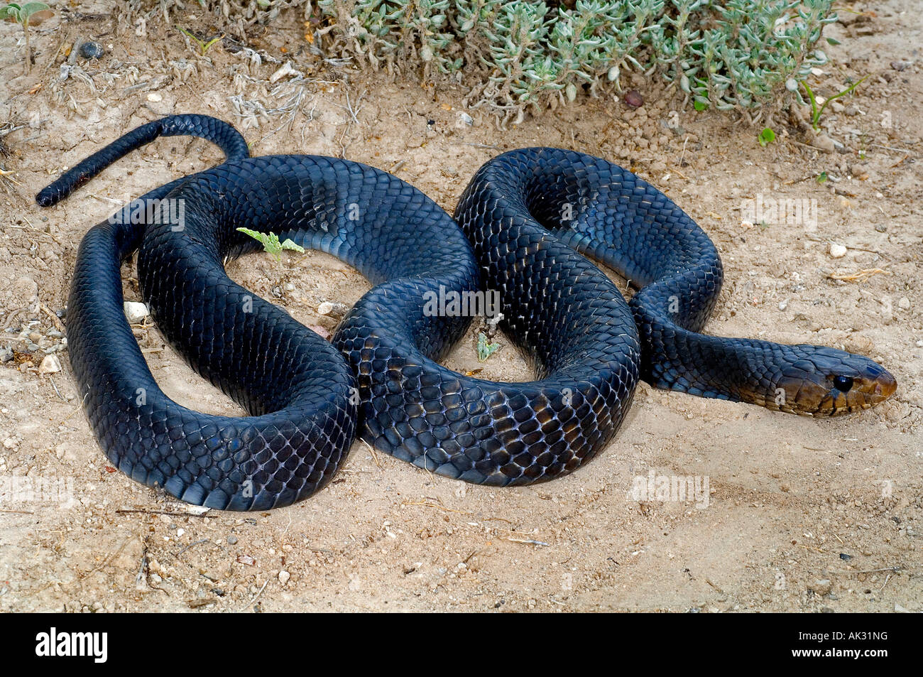 Indigo Snake High Resolution Stock Photography and Images - Alamy