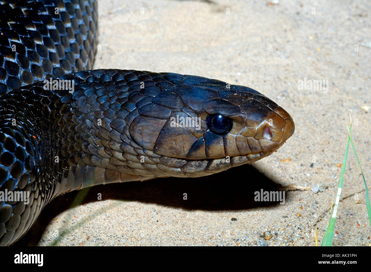 Indigo Snake High Resolution Stock Photography and Images - Alamy