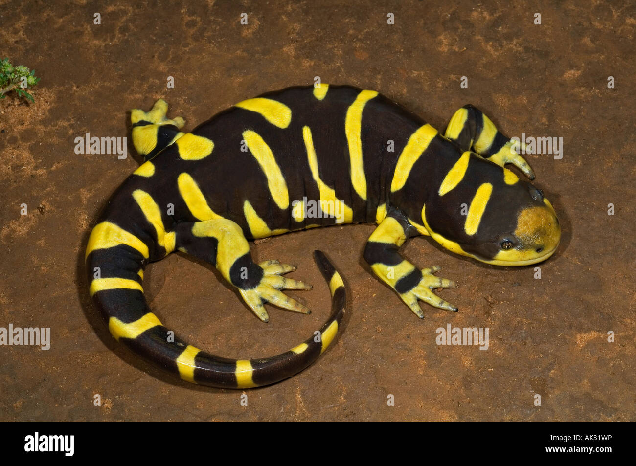 Barred Tiger Salamander High Resolution Stock Photography and Images ...