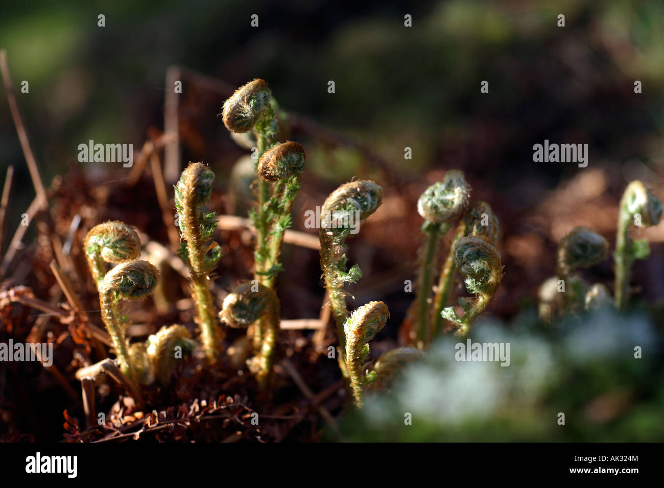 Vascular plants tracheophyta hi-res stock photography and images - Alamy