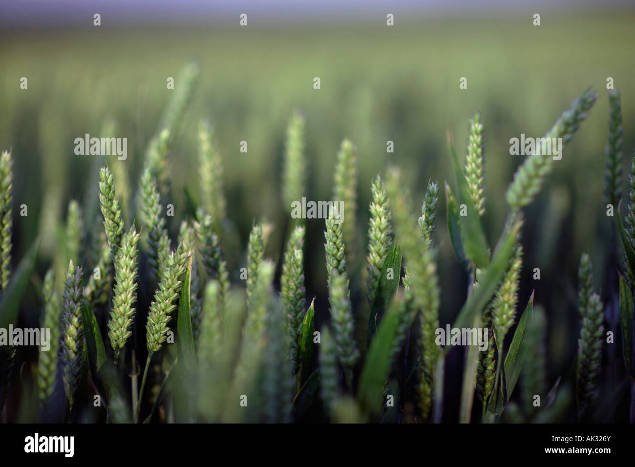 Harvest corn dolly’ hi-res stock photography and images - Alamy