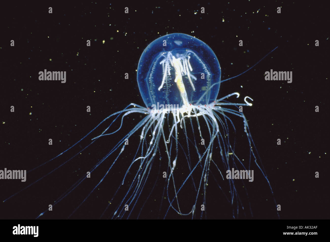 British marine life underwater hi-res stock photography and images - Alamy