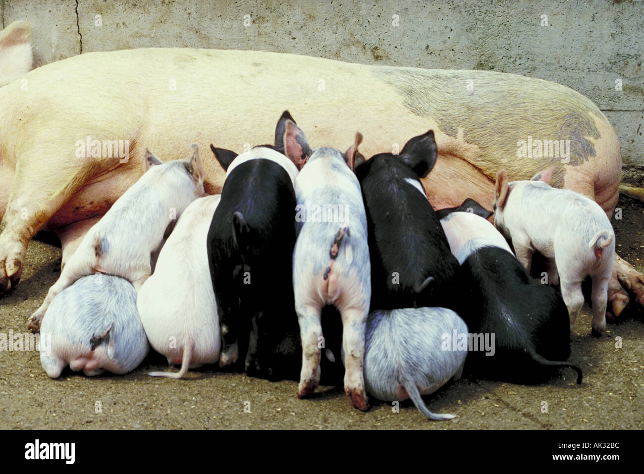 Feeding pig mom hi-res stock photography and images - Alamy