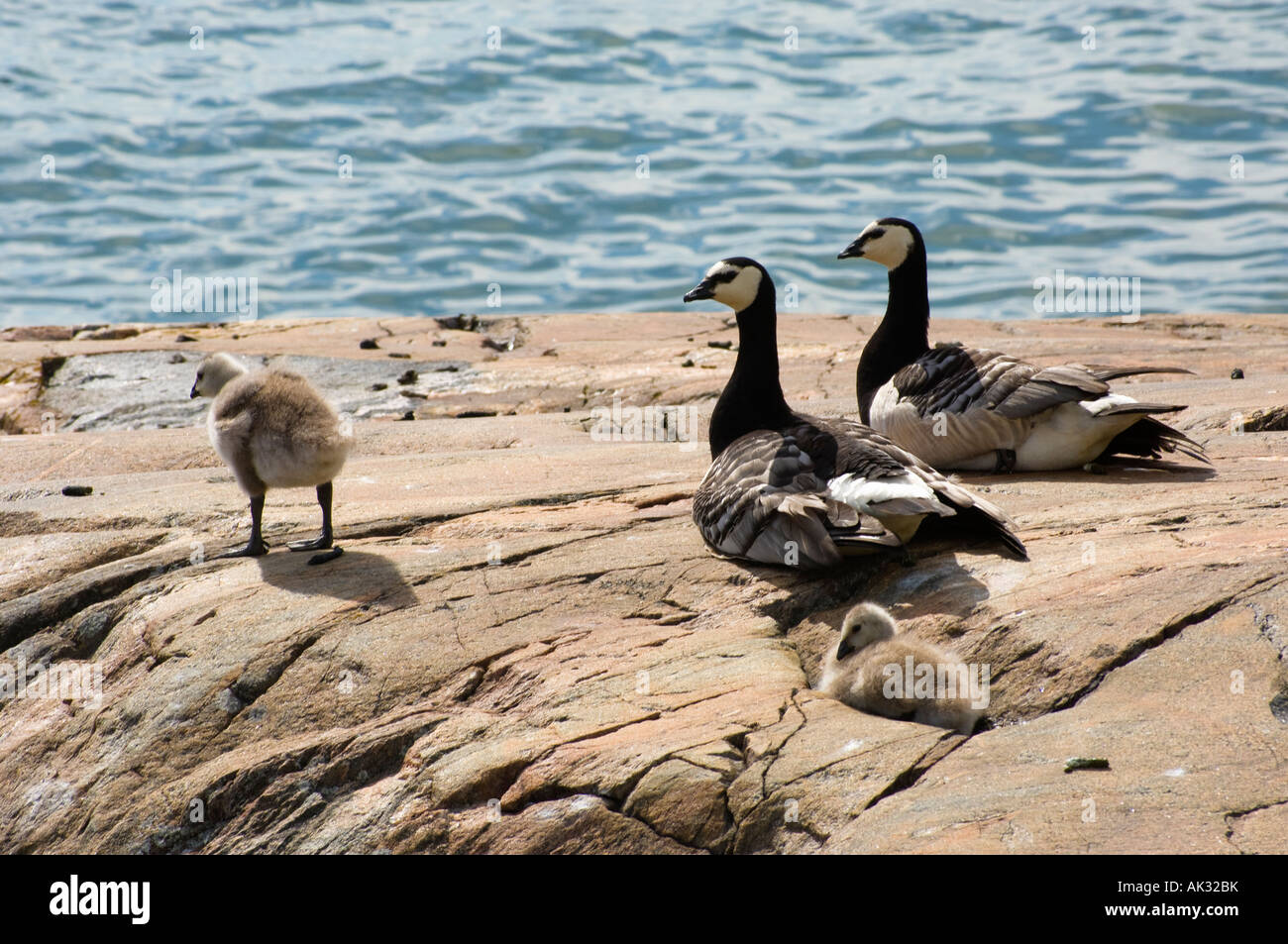 Barnacle Geese with goslings on shoreline adjoining the Maritime ...