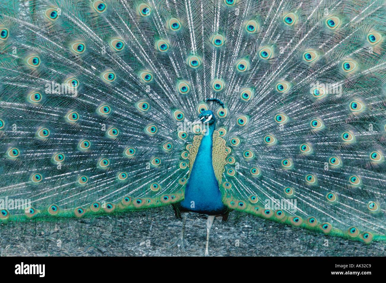 Strutting peacock hi-res stock photography and images - Alamy