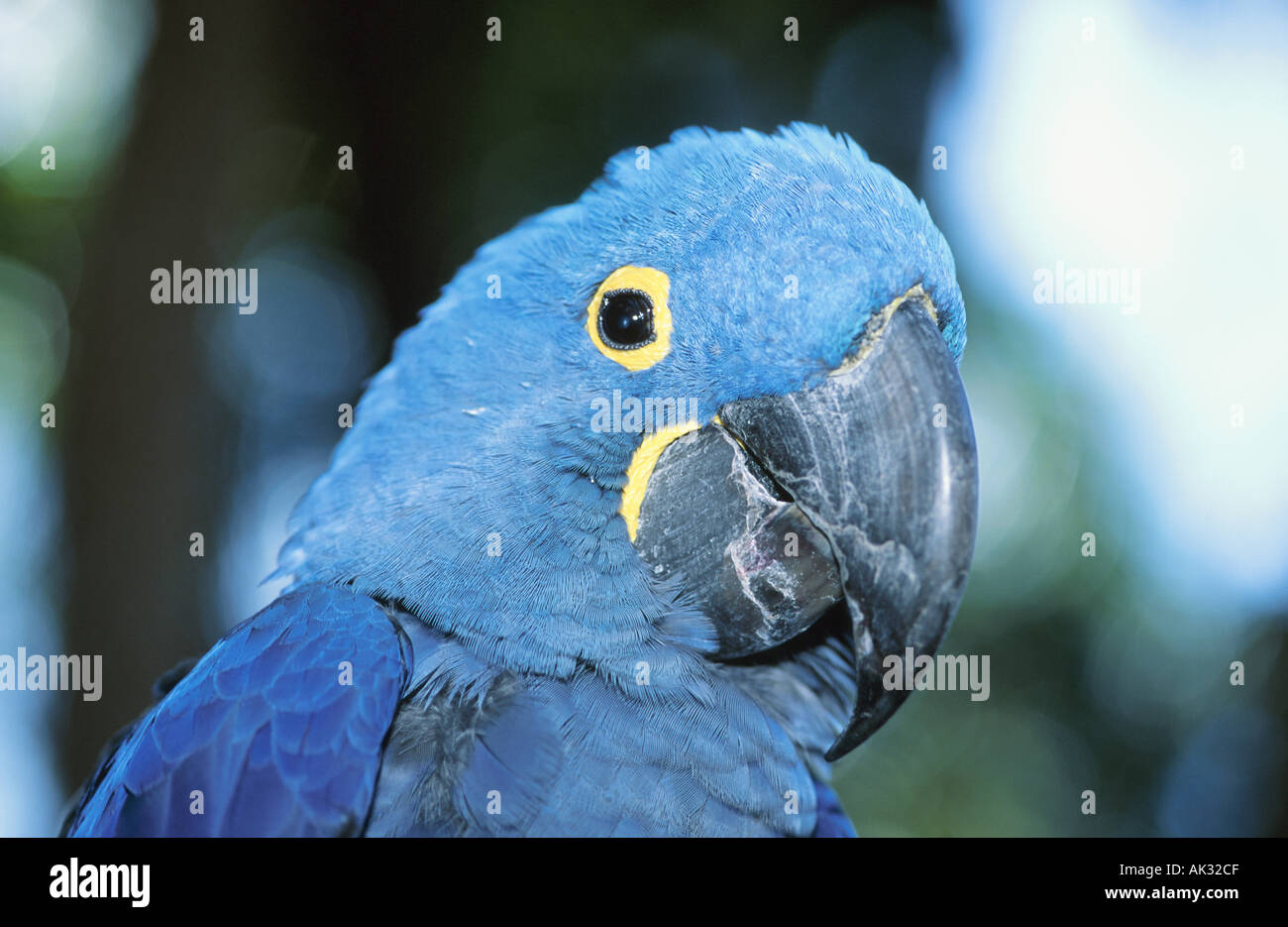 Blue parrot Florida United States Stock Photo - Alamy