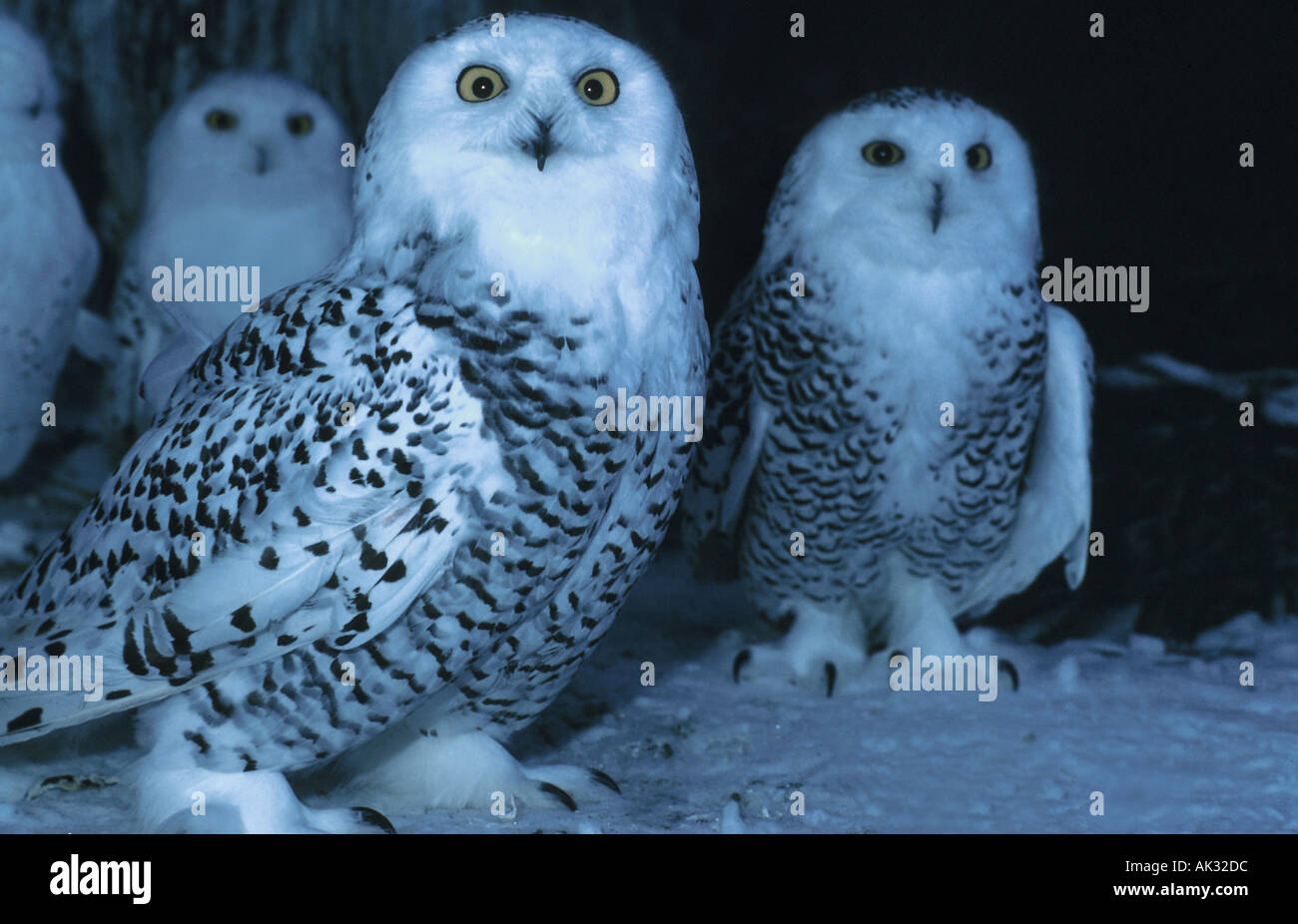 Watchful birds hi-res stock photography and images - Alamy