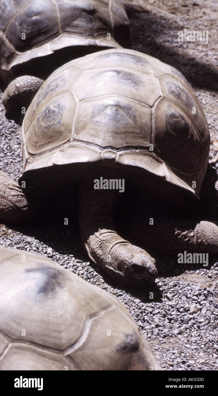 Turtle Race 2 Stock Photo - Alamy
