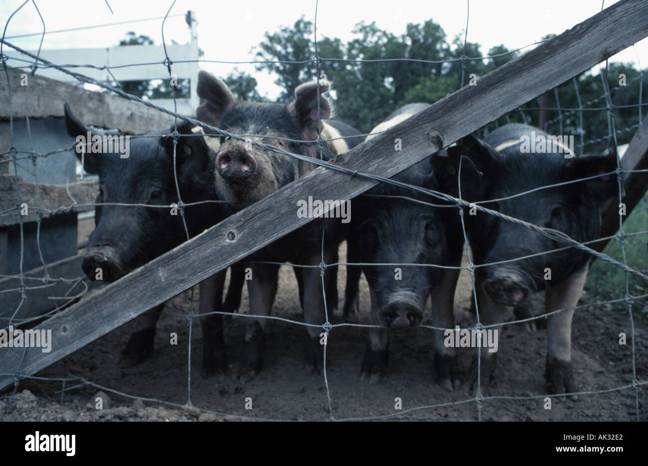 Pink barnyard animals hi-res stock photography and images - Alamy