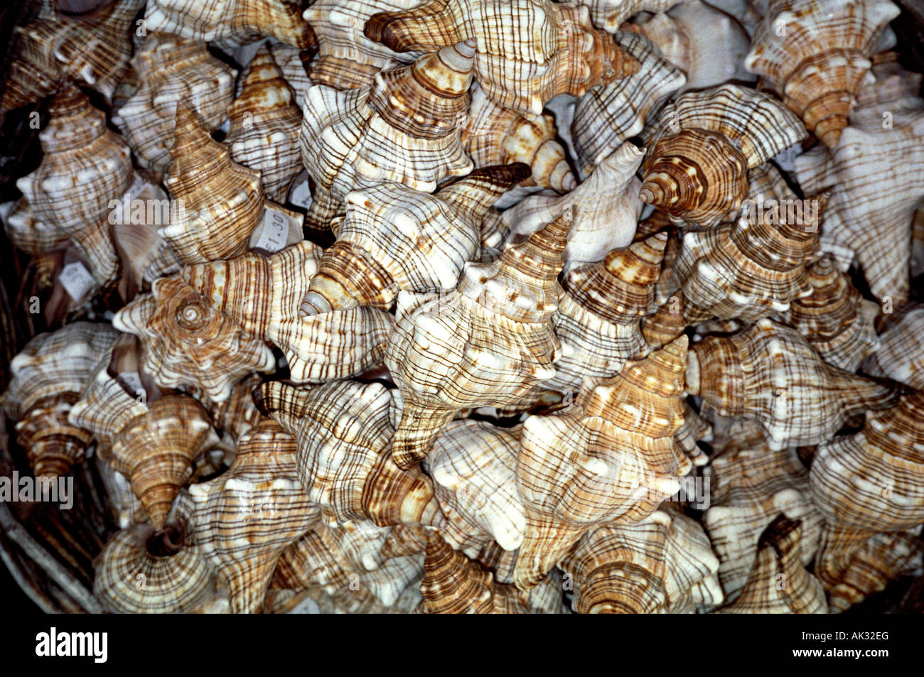 shells for sale in st ives cornwall at a seaside souvenir shop Stock ...