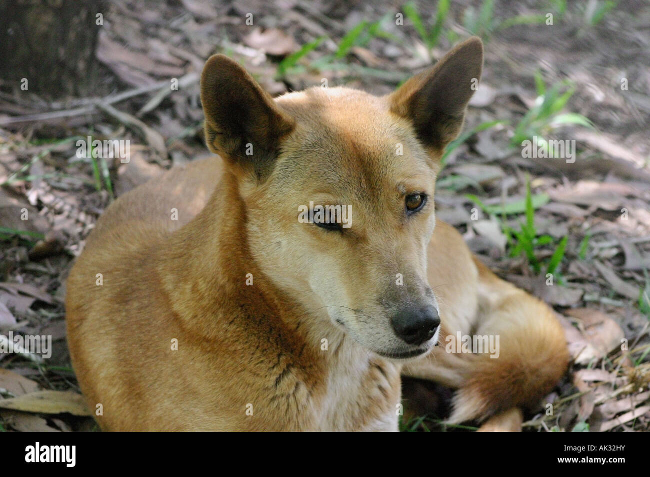 Australia : dingo Stock Photo - Alamy