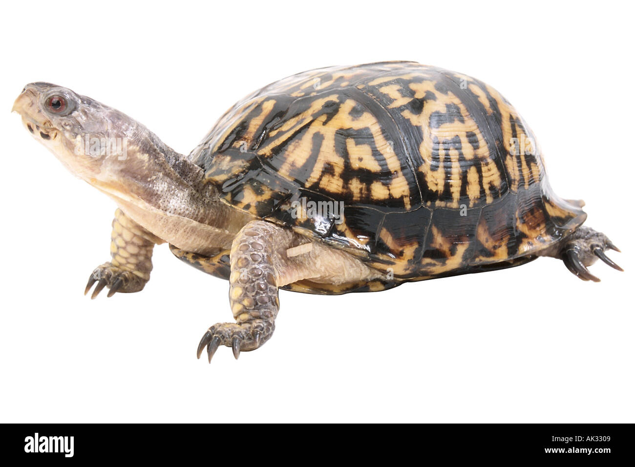 Which tortoise Cut Out Stock Images & Pictures - Alamy