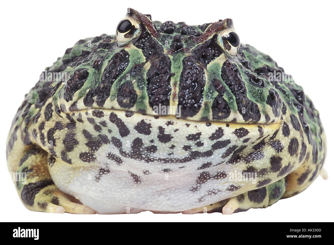 1448060 hi-res stock photography and images - Alamy