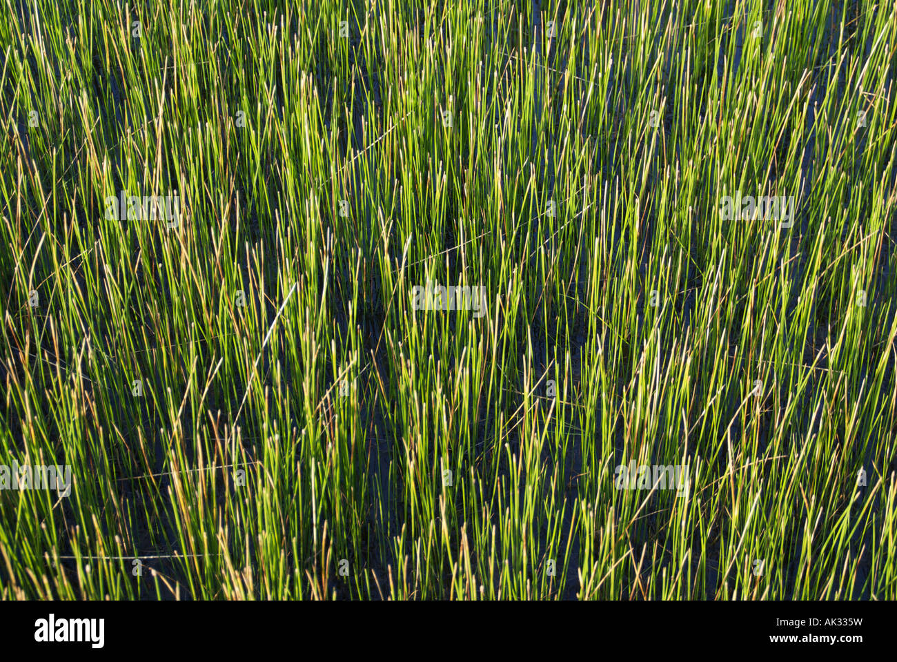 Marsh Reeds Background High Resolution Stock Photography and Images - Alamy