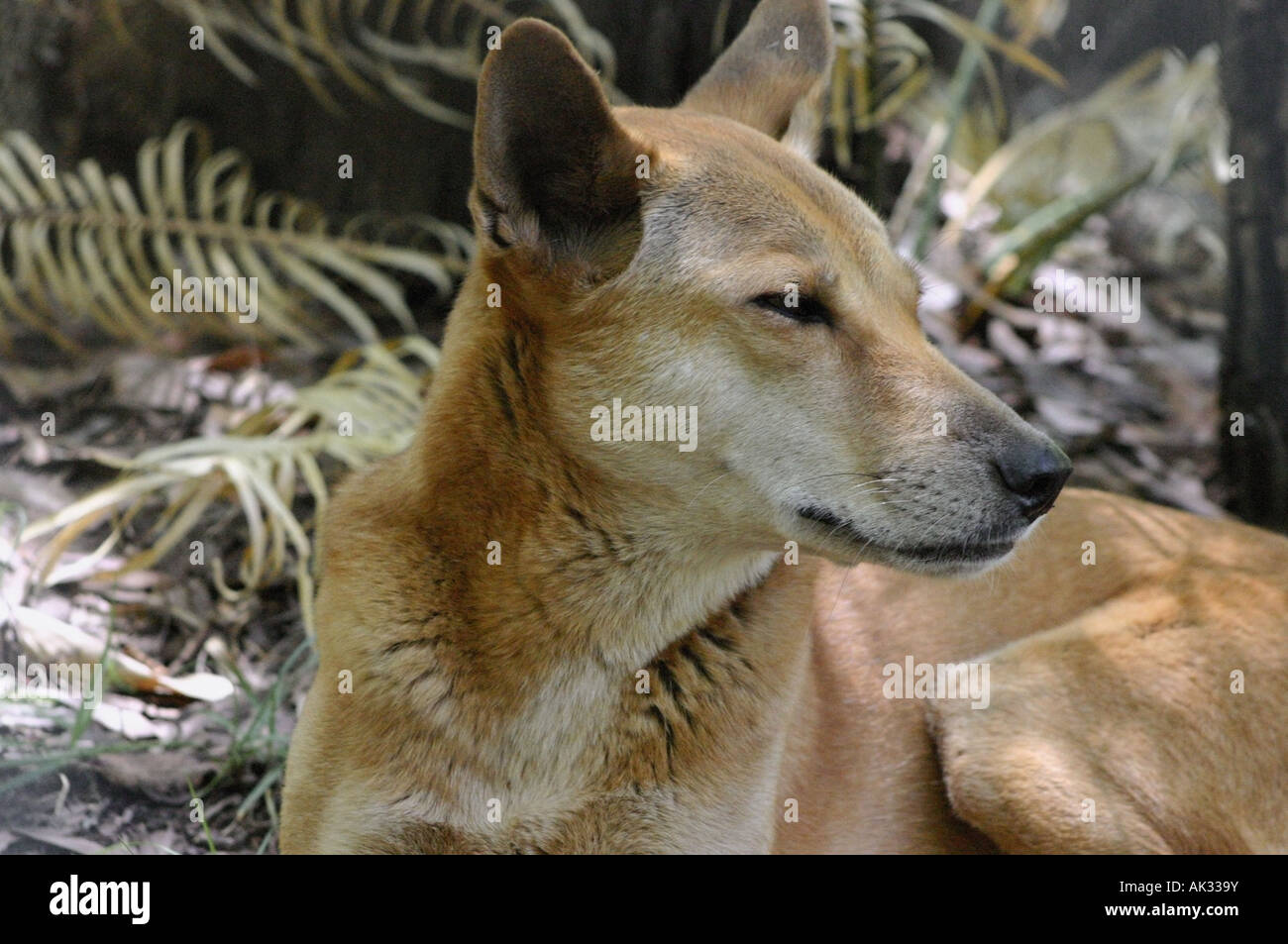 Dingos australia hi-res stock photography and images - Alamy