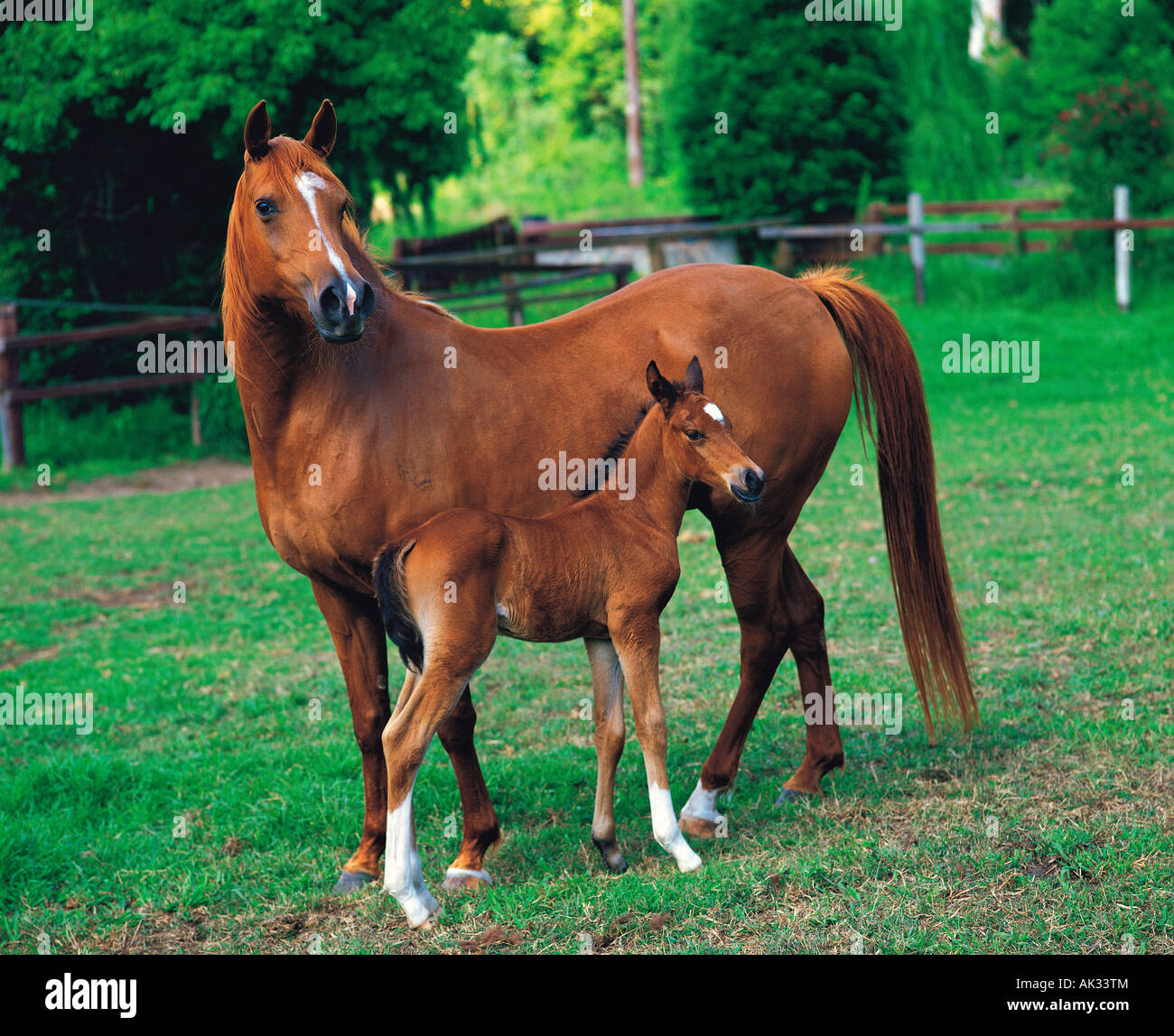 Australia. Horses. Mare and foal outdoors in grass paddock Stock Photo ...