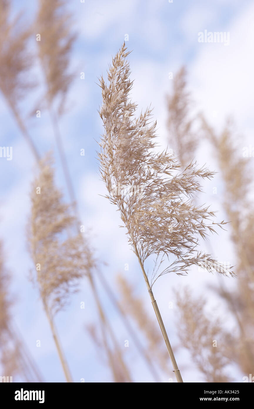 Flax stalk hi-res stock photography and images - Alamy