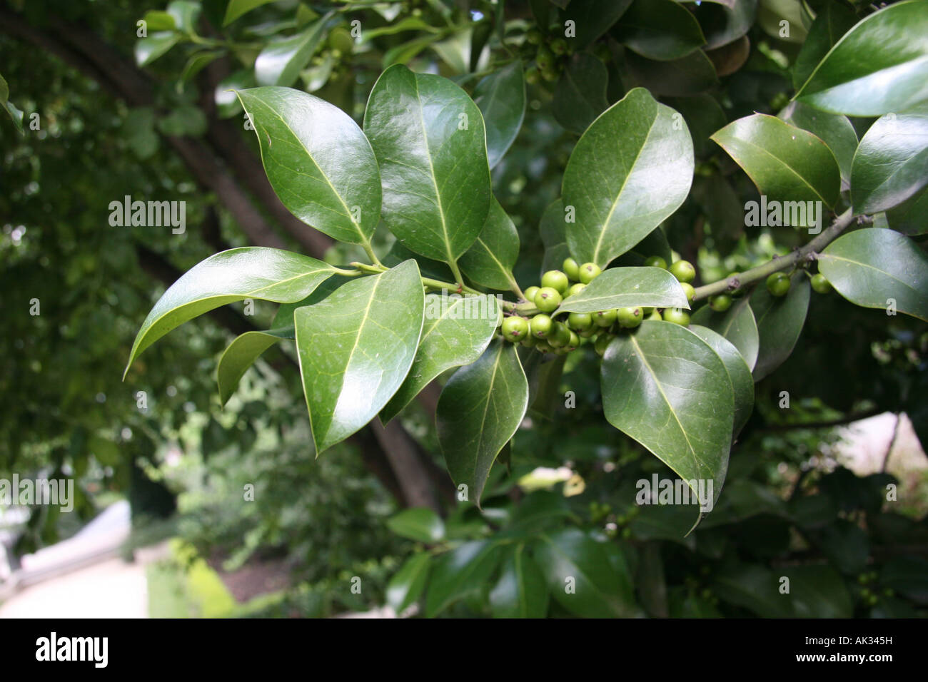 Ilex X Altaclarensis Camellifolia, family Aquifoliaceae Stock Photo - Alamy