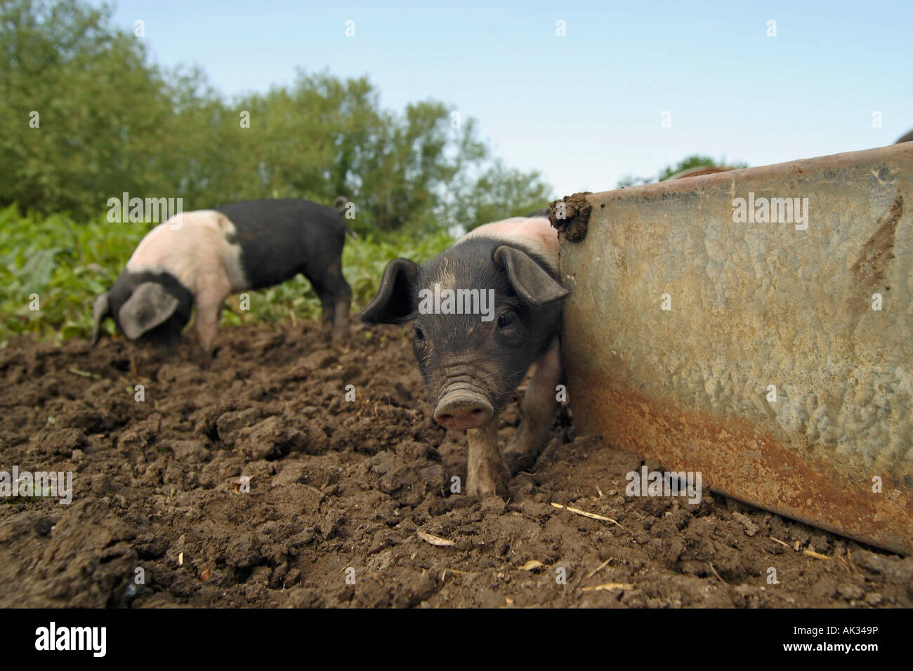 Freerange British Saddleback Piglet - Oxfordshire, UK Stock Photo - Alamy