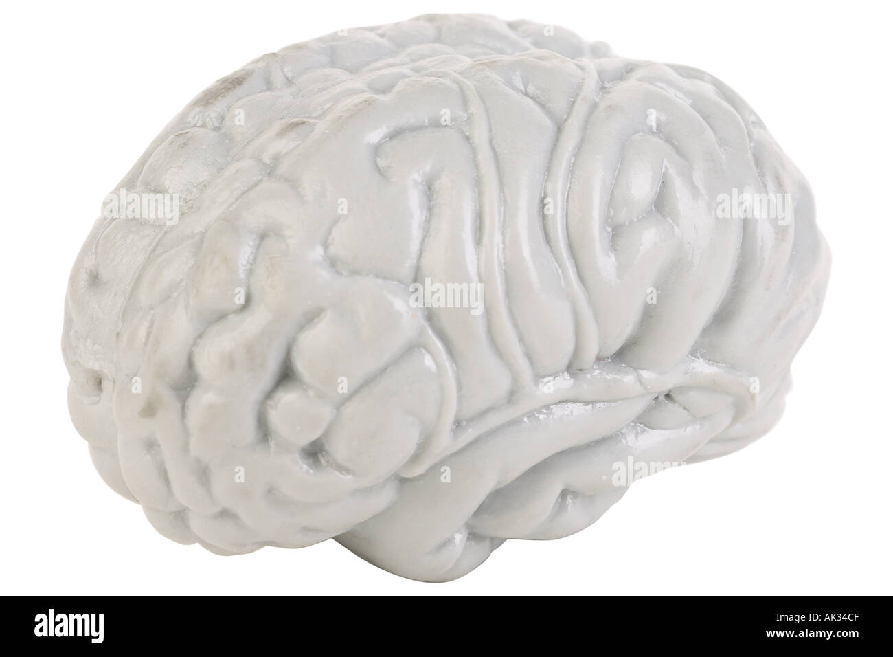 Plastic brain L5 Stock Photo - Alamy