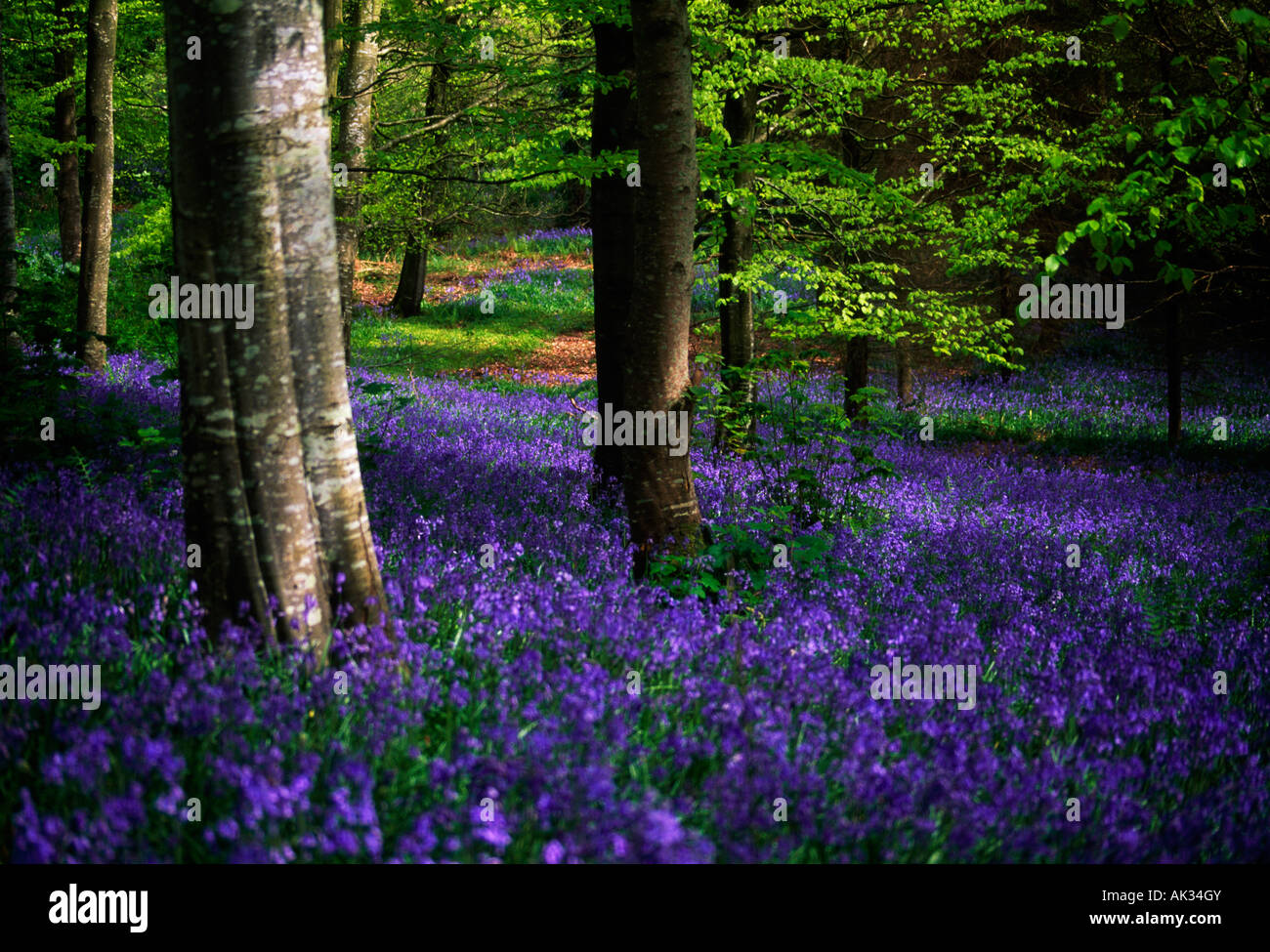 Glens of Antrim, Bluebells, Portglenone Forest, Ireland Stock Photo - Alamy