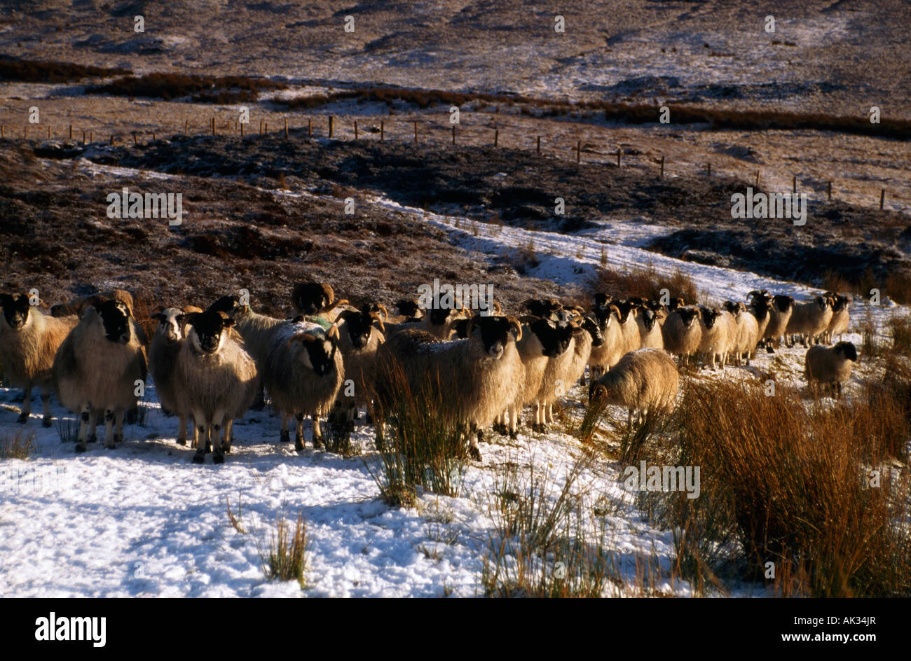 Sheep, Winter in Glenshane, Co Derry, Ireland Stock Photo - Alamy