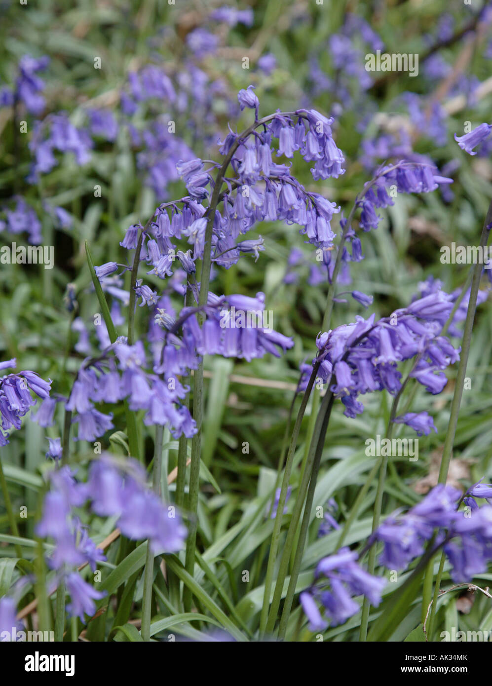 Bluebells in late Spring Stock Photo - Alamy