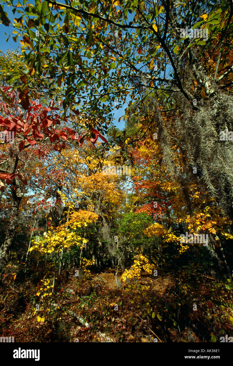 VA Virginia Beach Seashore State Park fall foliage Stock Photo - Alamy