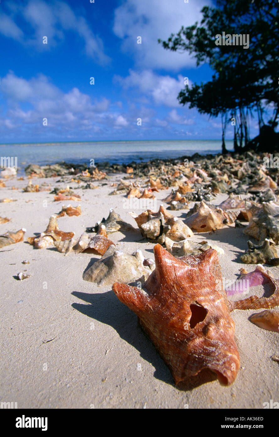 Conch shells on beach behind Cap n Crunch Bar Restaurant Stock Photo ...