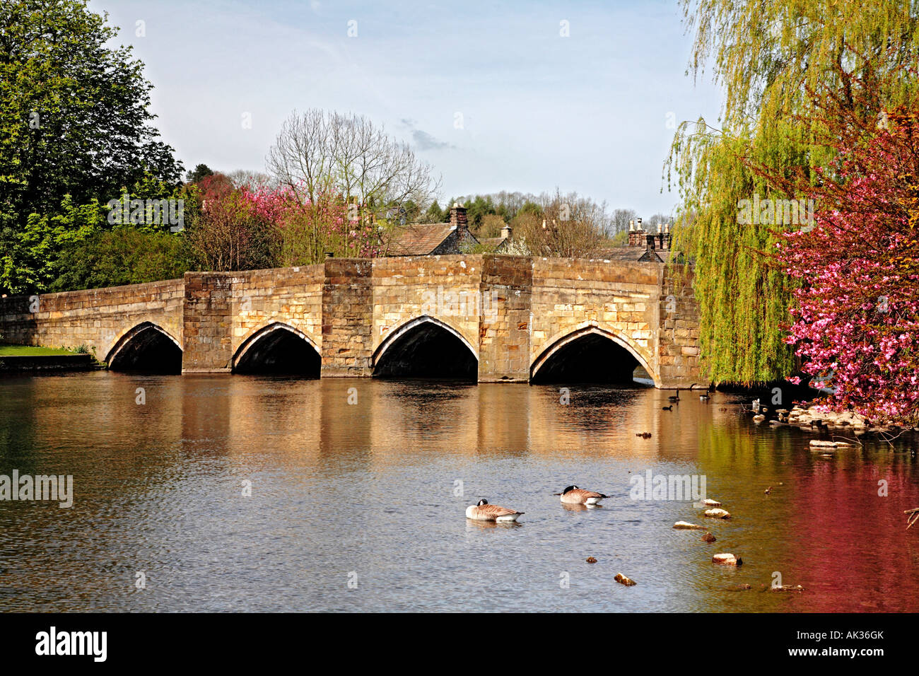 Bakewell bridge river river wye derbyshire water waterfowl hi-res stock ...