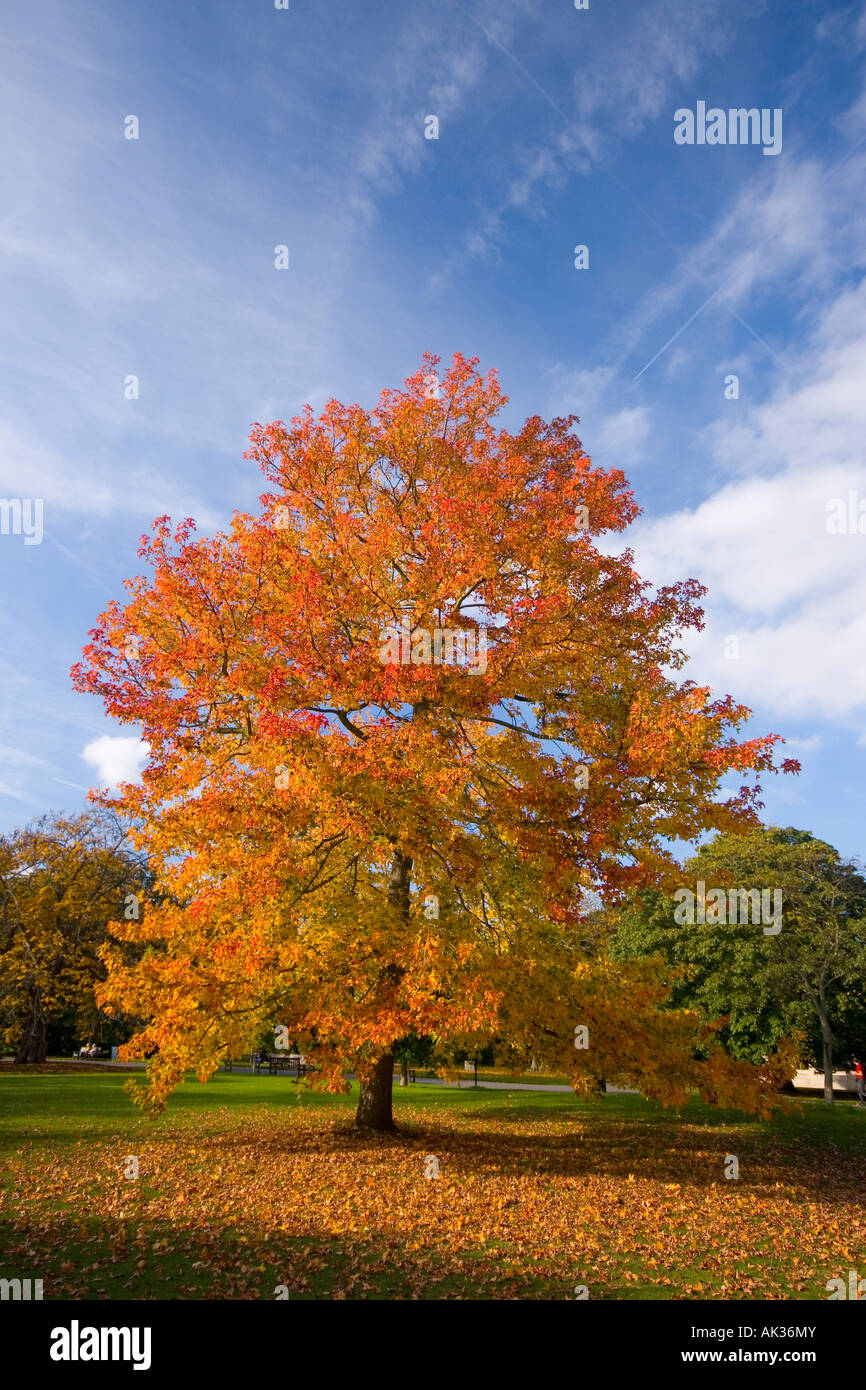 Tree in autumn sunlight with blue sky, London England UK Stock Photo ...