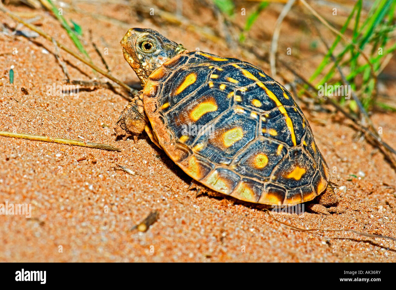 Babyturtle High Resolution Stock Photography and Images - Alamy