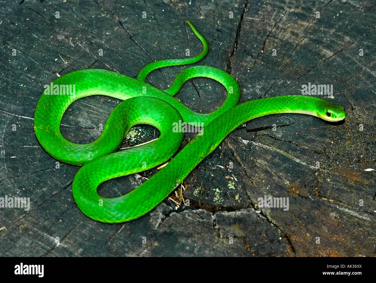 Greensnake High Resolution Stock Photography and Images - Alamy