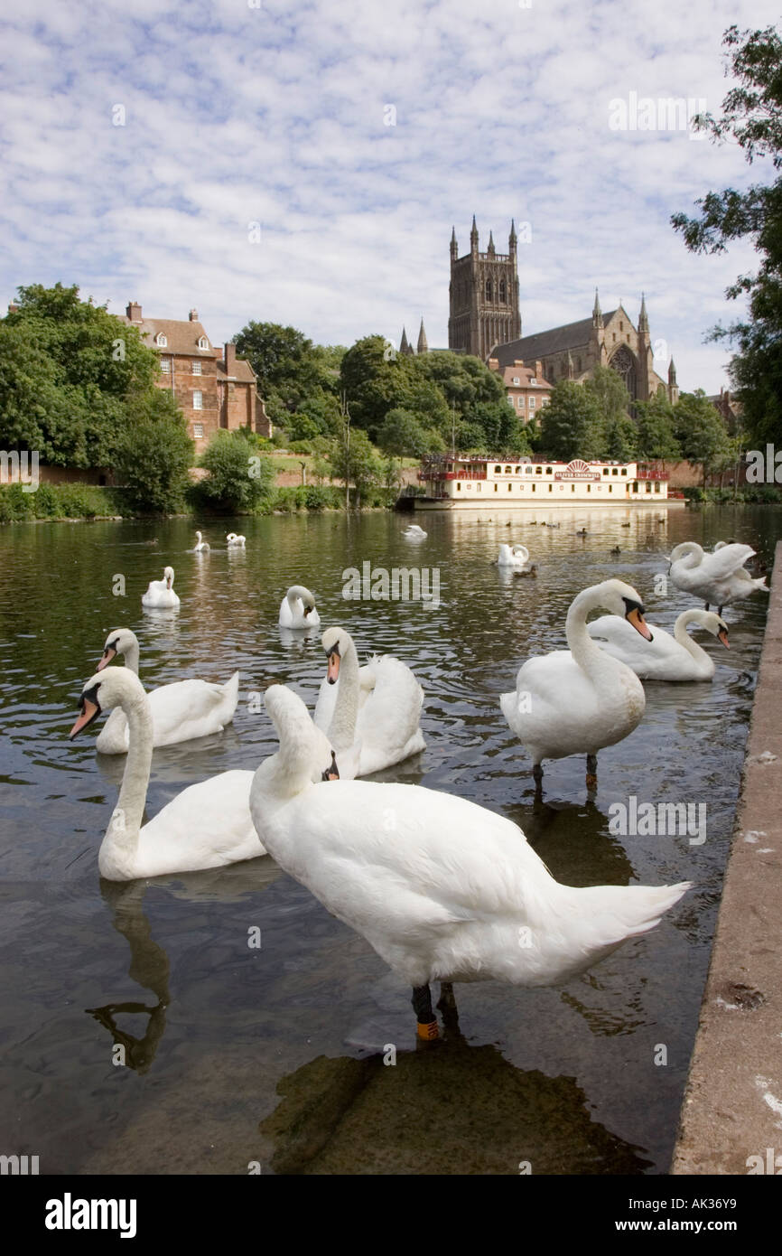 Worcester city wildlife hi-res stock photography and images - Alamy