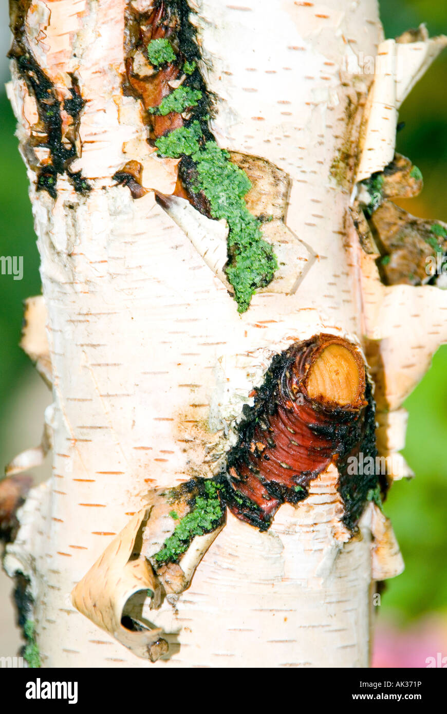 Birch tree bark & moss Stock Photo - Alamy