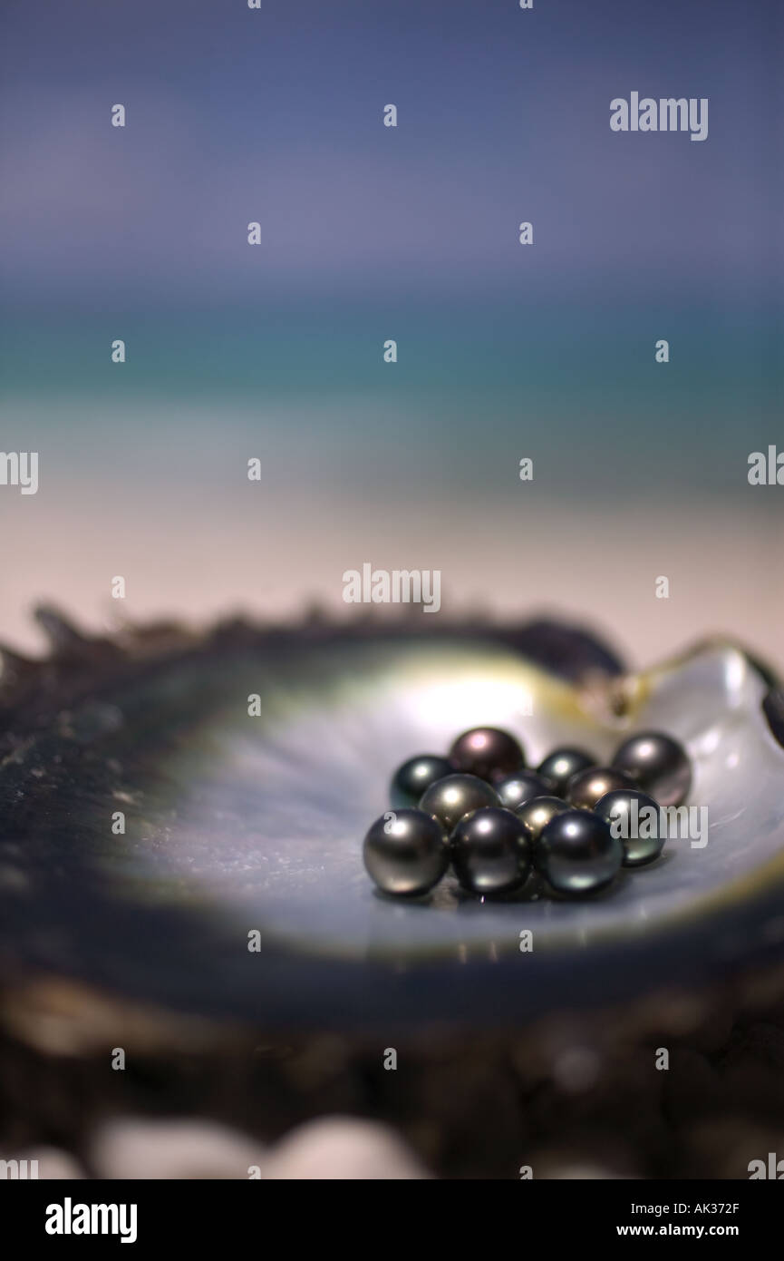 Black pearl in oyster shell on beach in Rangiroa French Polynesia Stock ...