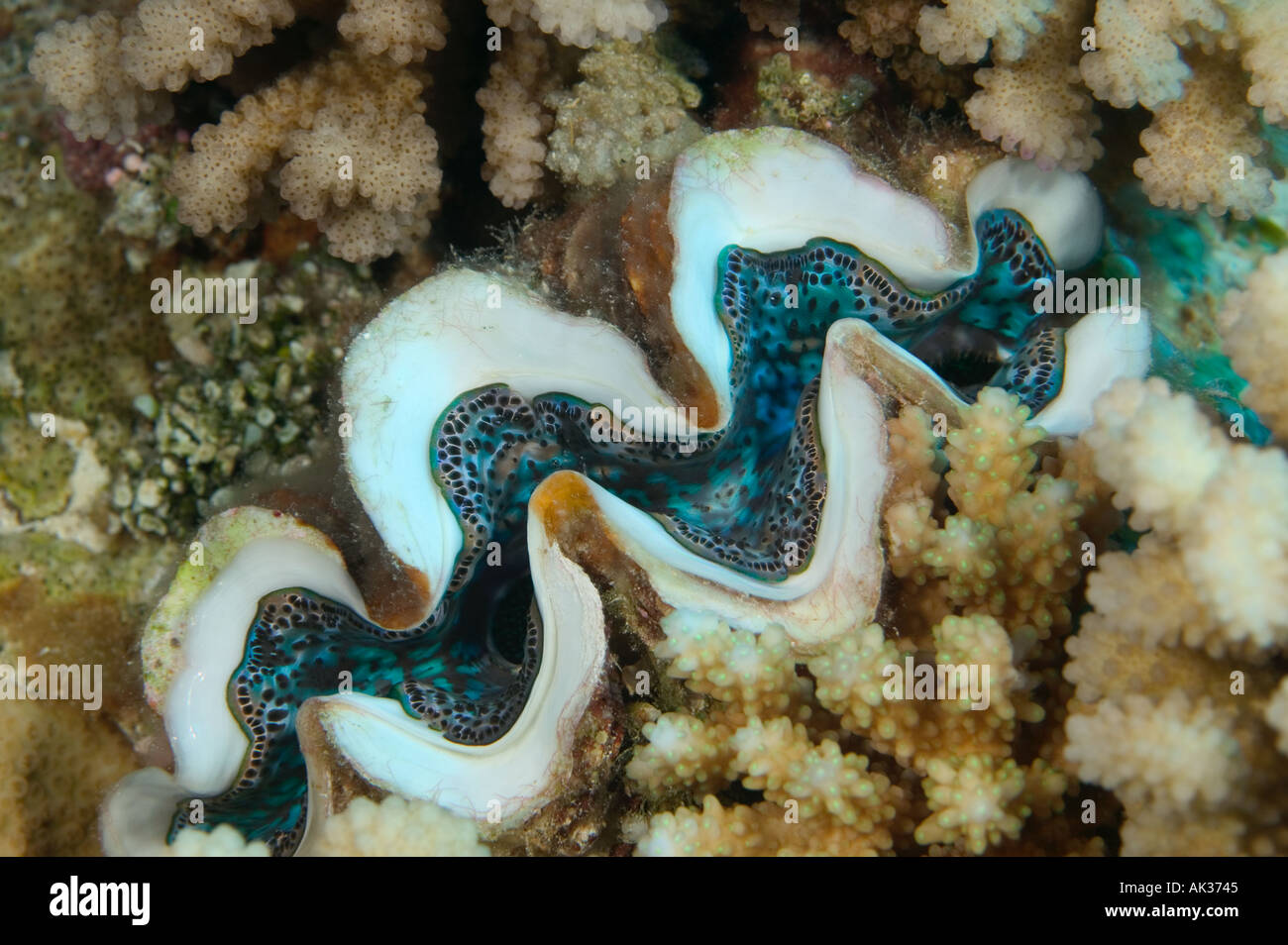 Giant clam at Fish Holes divesite Apataki Atoll French Polynesia Stock ...