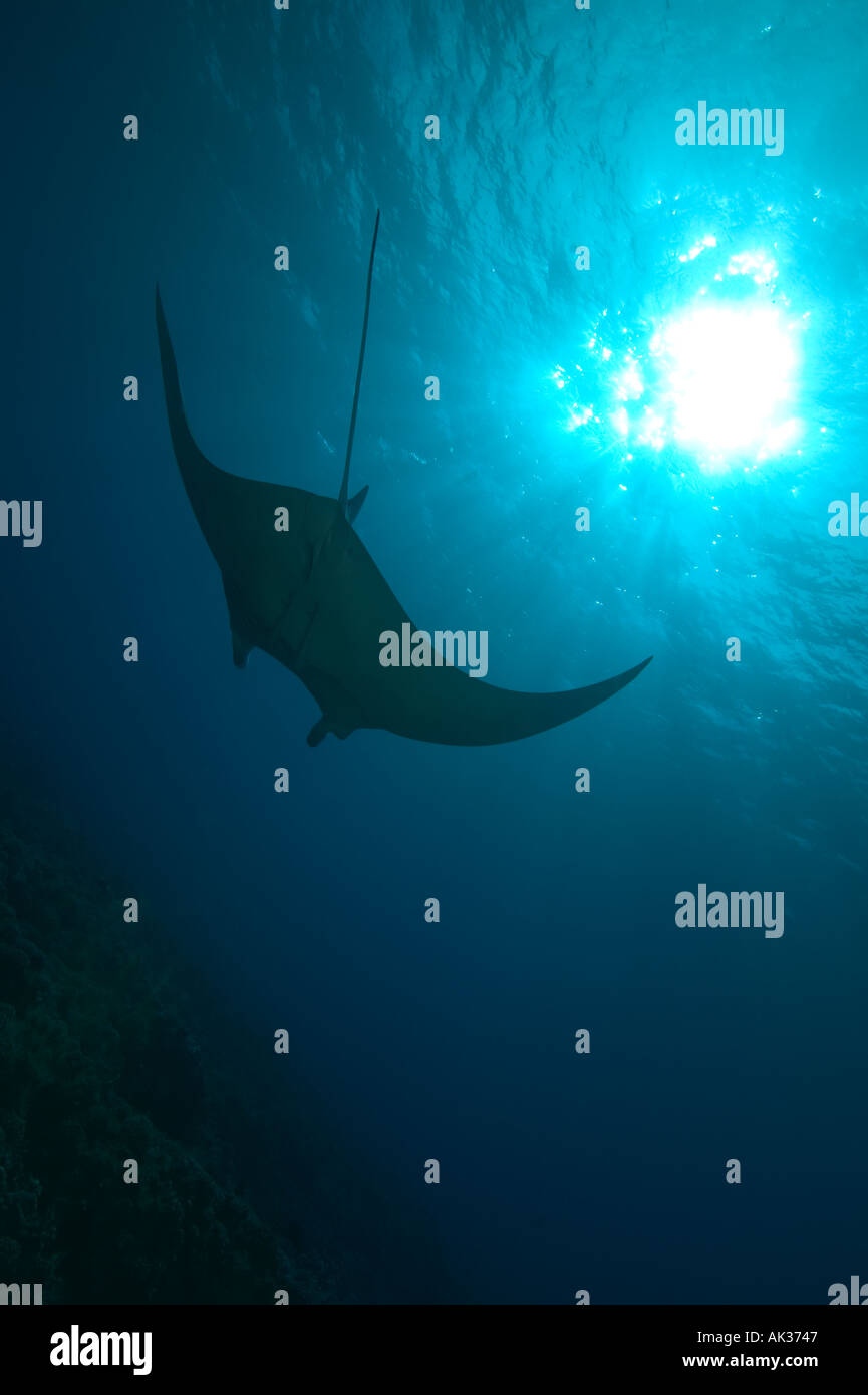 Manta ray Tehere Pass Aptaki Atoll French Polynesia Stock Photo - Alamy