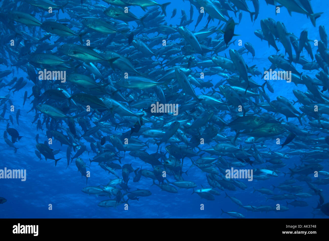 Schooling bigeye trevally near Avatoru Pass Rangiroa French Polynesia ...