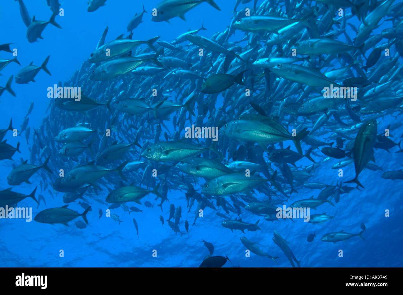 Schooling bigeye trevally near Avatoru Pass Rangiroa French Polynesia ...