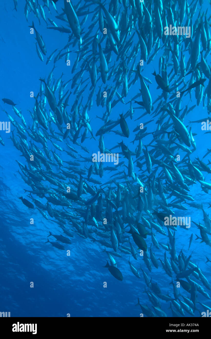 Schooling bigeye trevally near Avatoru Pass Rangiroa French Polynesia ...